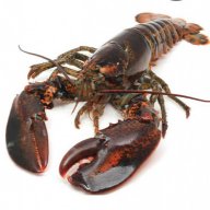 Yangzijiang *Official* (SGX: BS6) | Page 24 | HardwareZone Forums